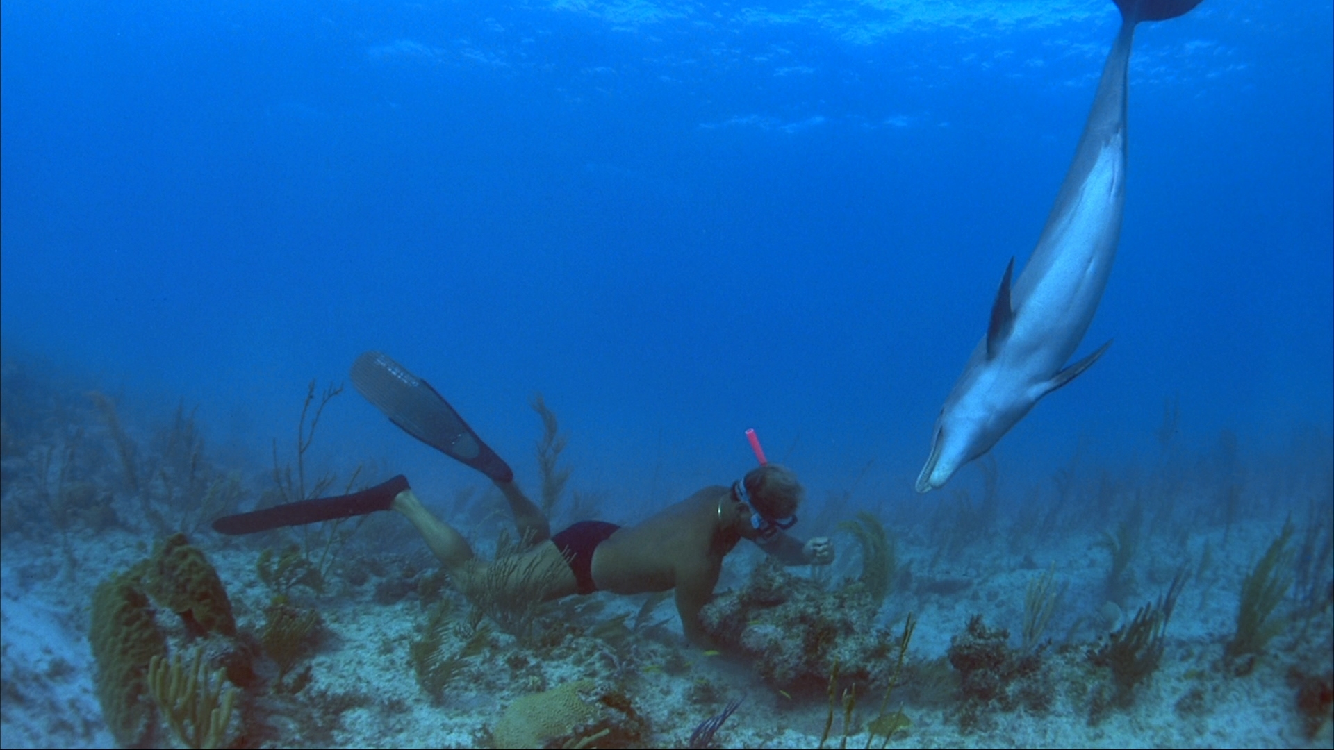 IMAX: Dolphins Blu-ray Review