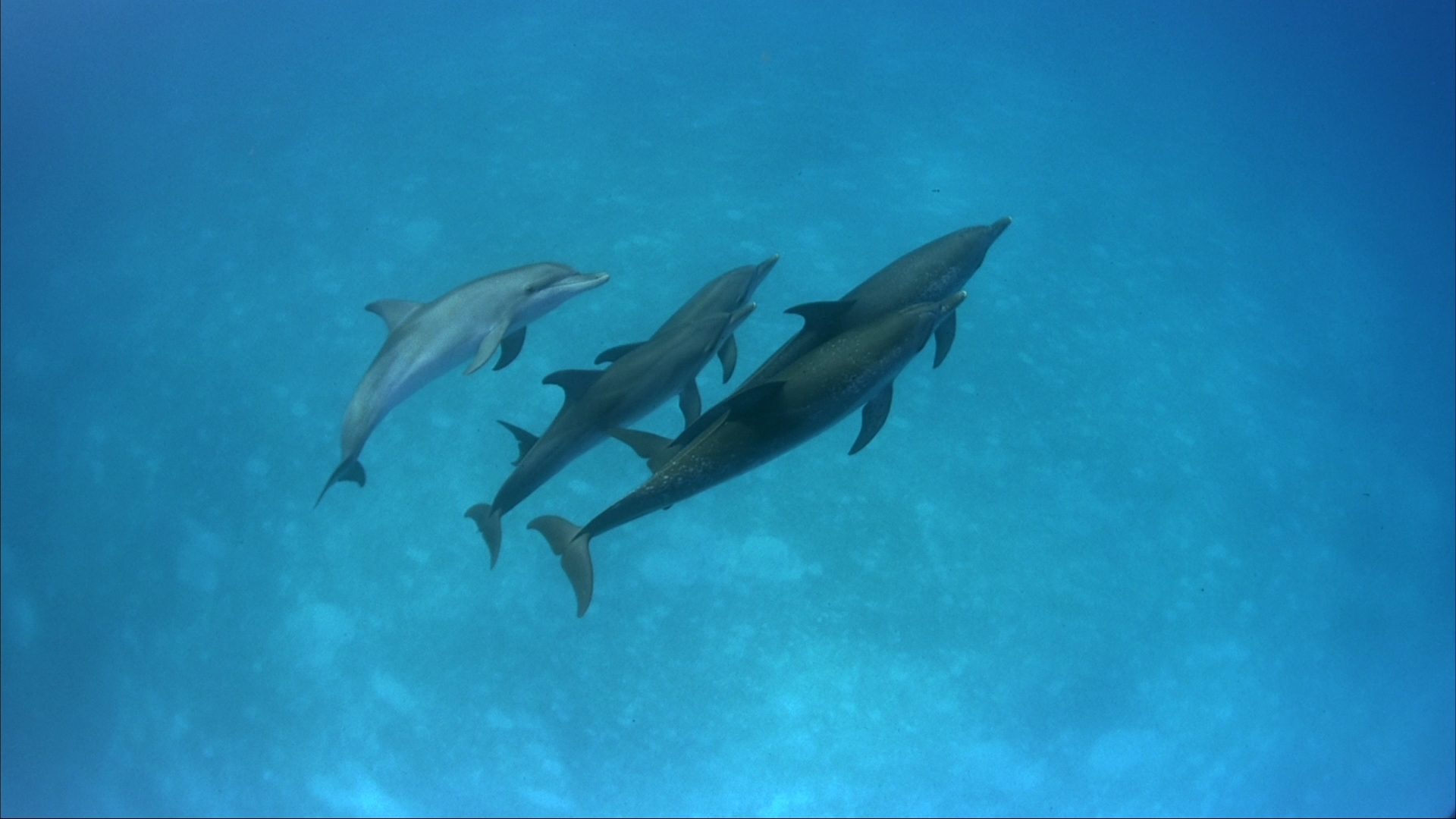 IMAX: Dolphins Blu-ray Review