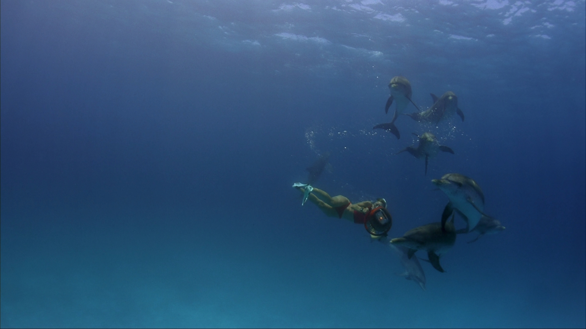 DoBlu.com – 4K UHD & Blu-ray Reviews | IMAX: Dolphins Blu-ray Review