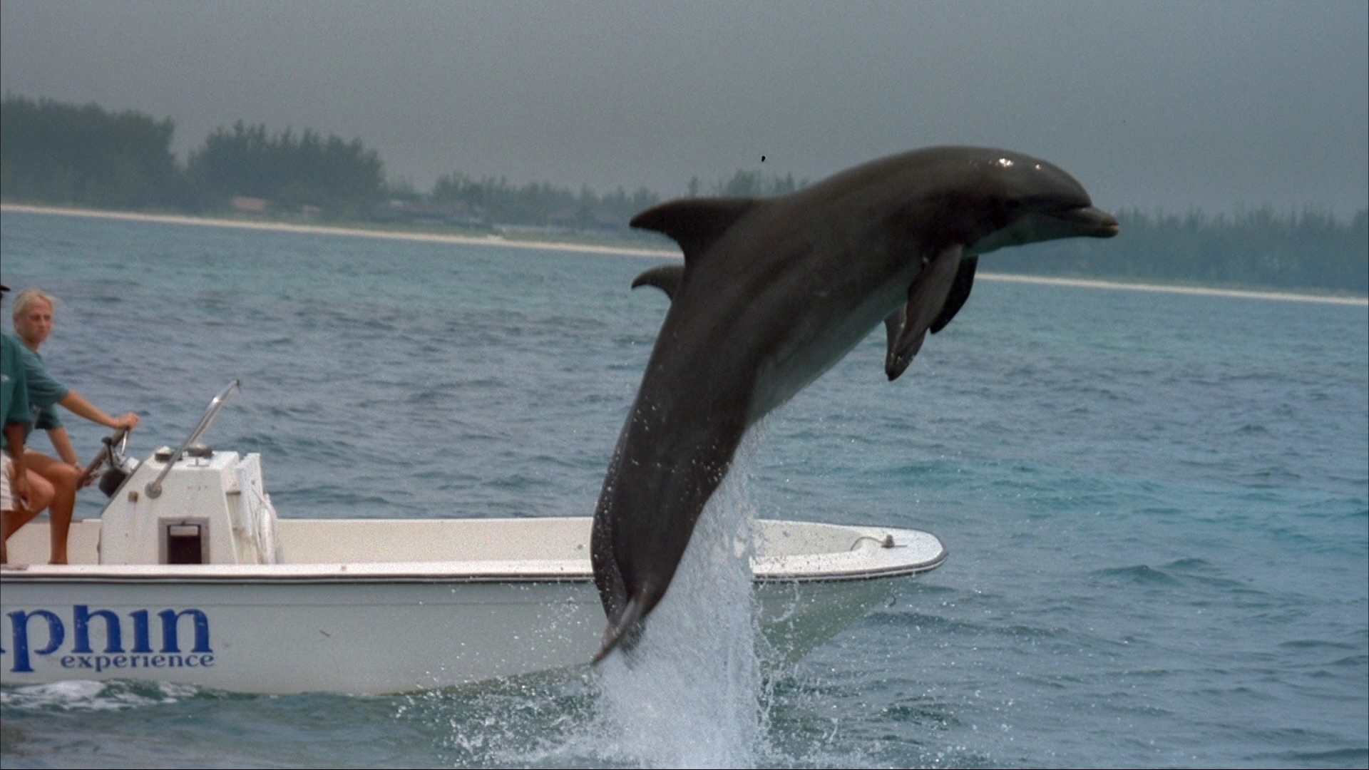 IMAX: Dolphins Blu-ray Review