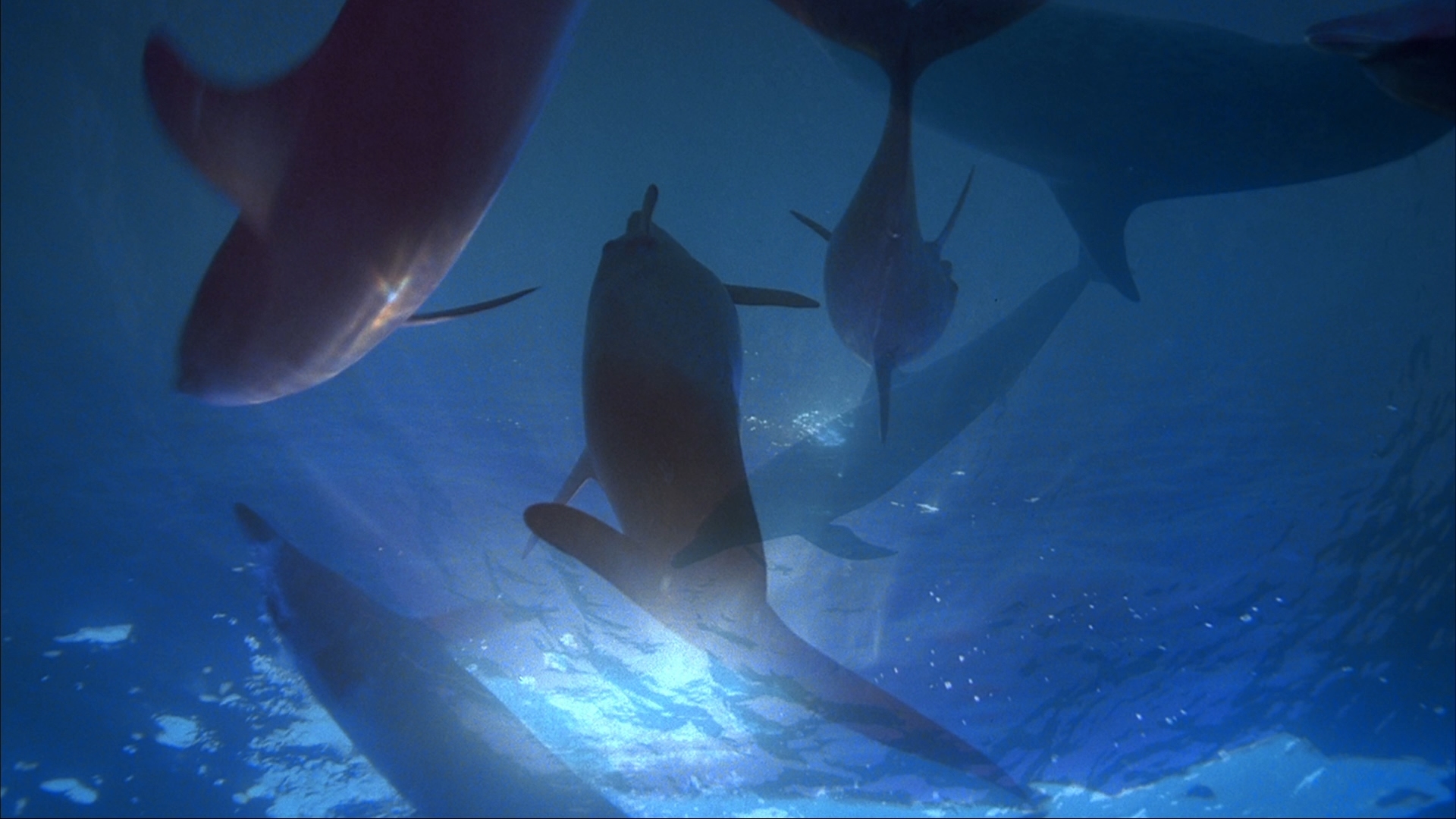 IMAX: Dolphins Blu-ray Review