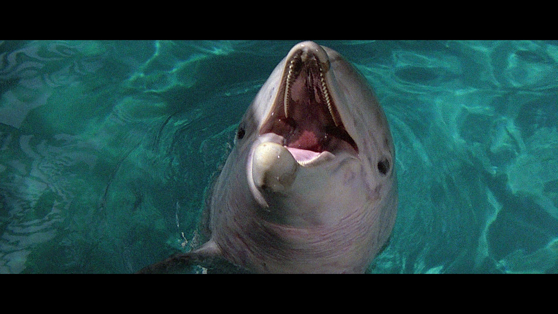 Jaws 3 3D Blu-ray Review