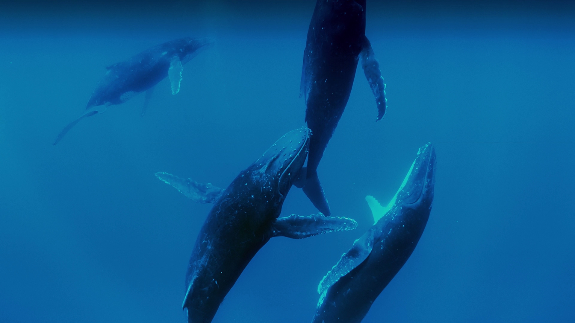 Humpback Whales 3D Blu-ray Review