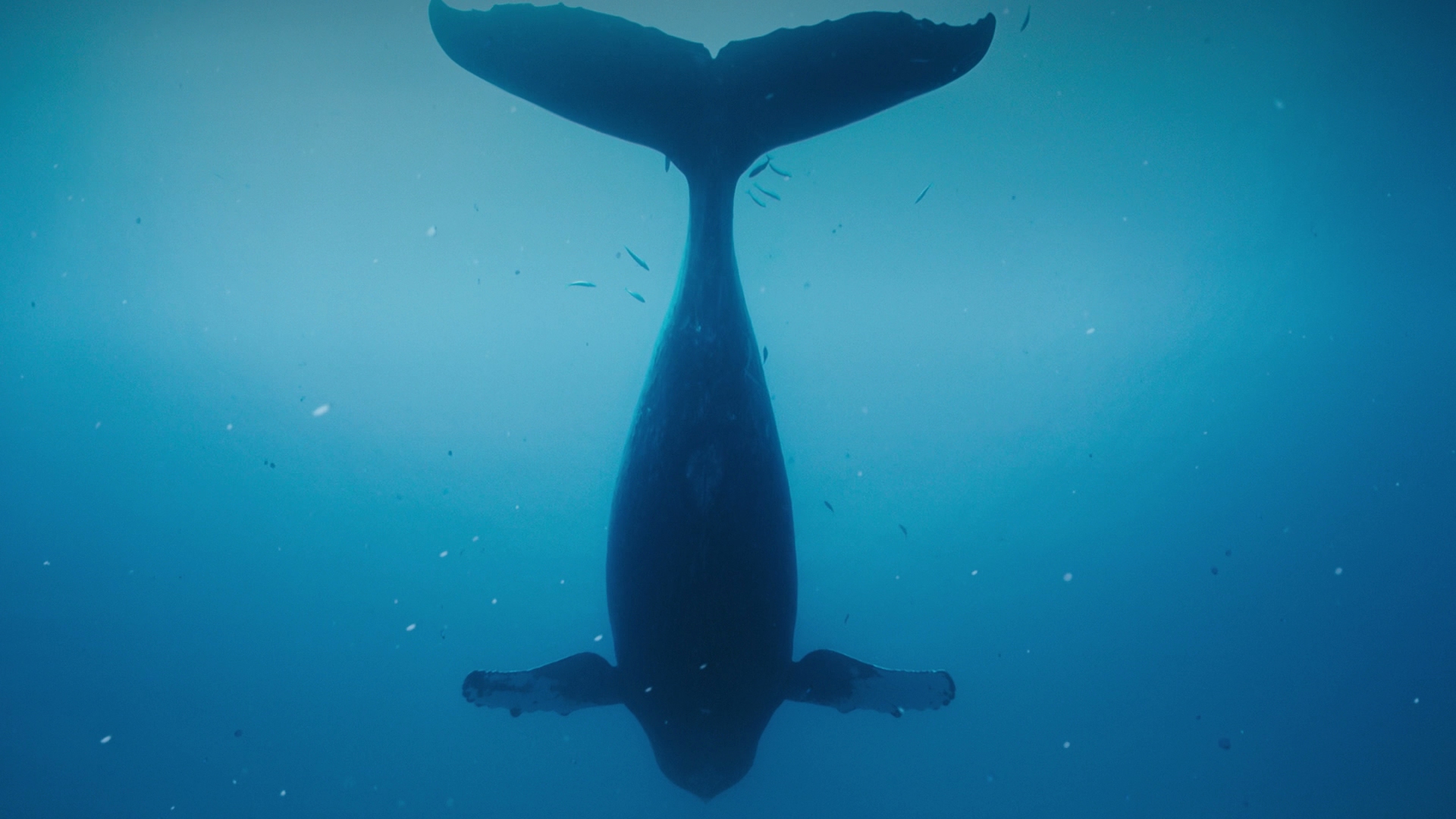 Humpback Whales 3D Blu-ray Review
