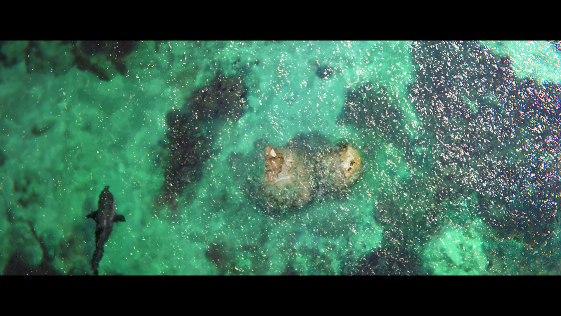 The Shallows UHD Blu-ray Review