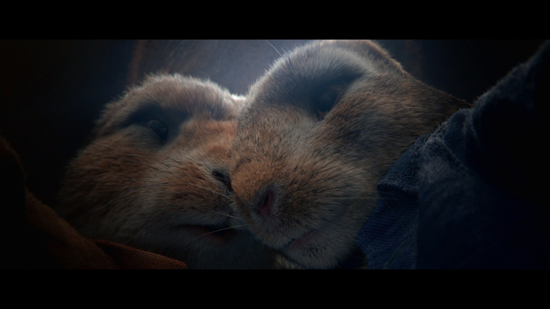 Peter Rabbit 4K UHD Blu-ray Review