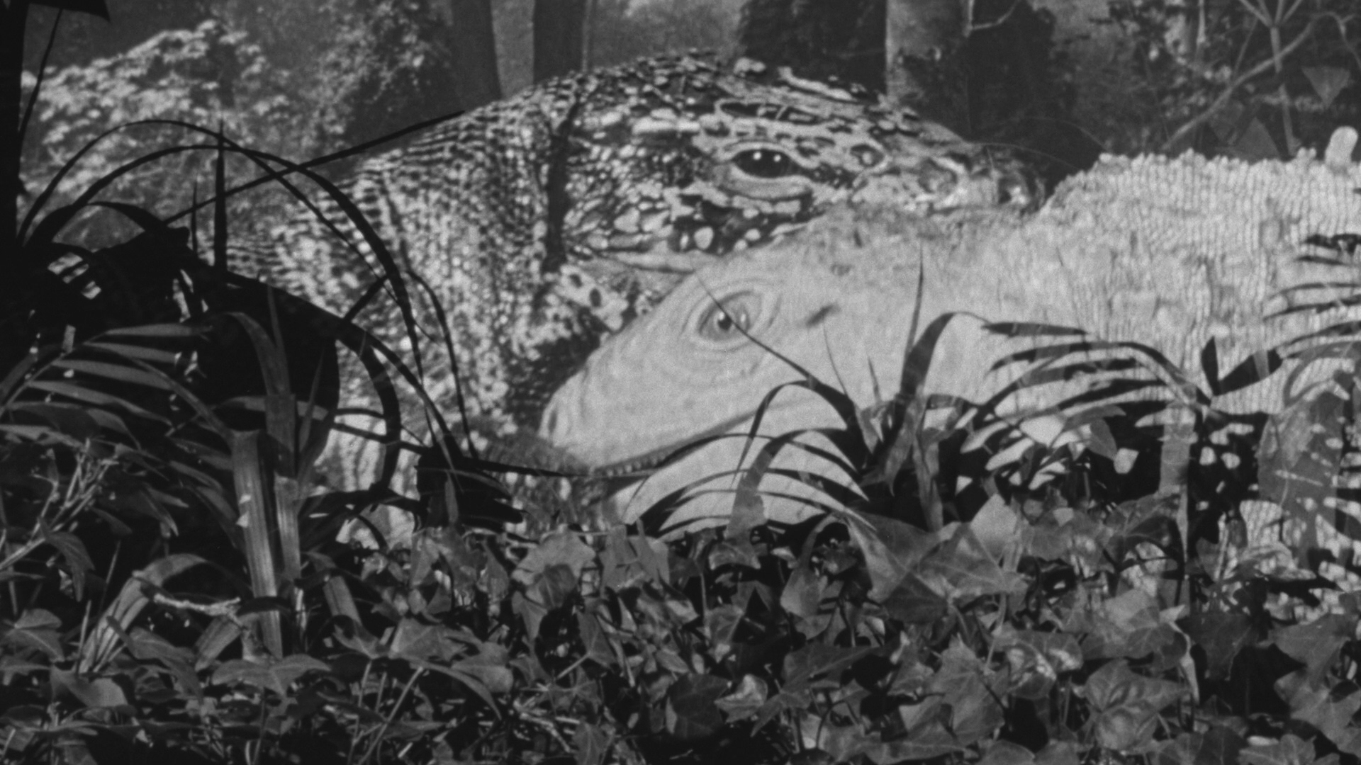 The Cyclops Blu-ray Review