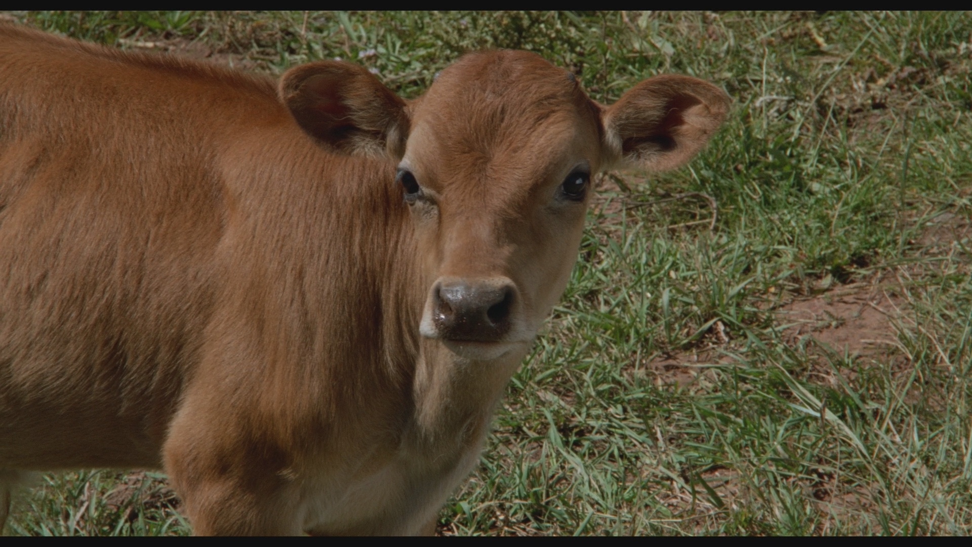 City Slickers (Shout Select) Blu-ray Review