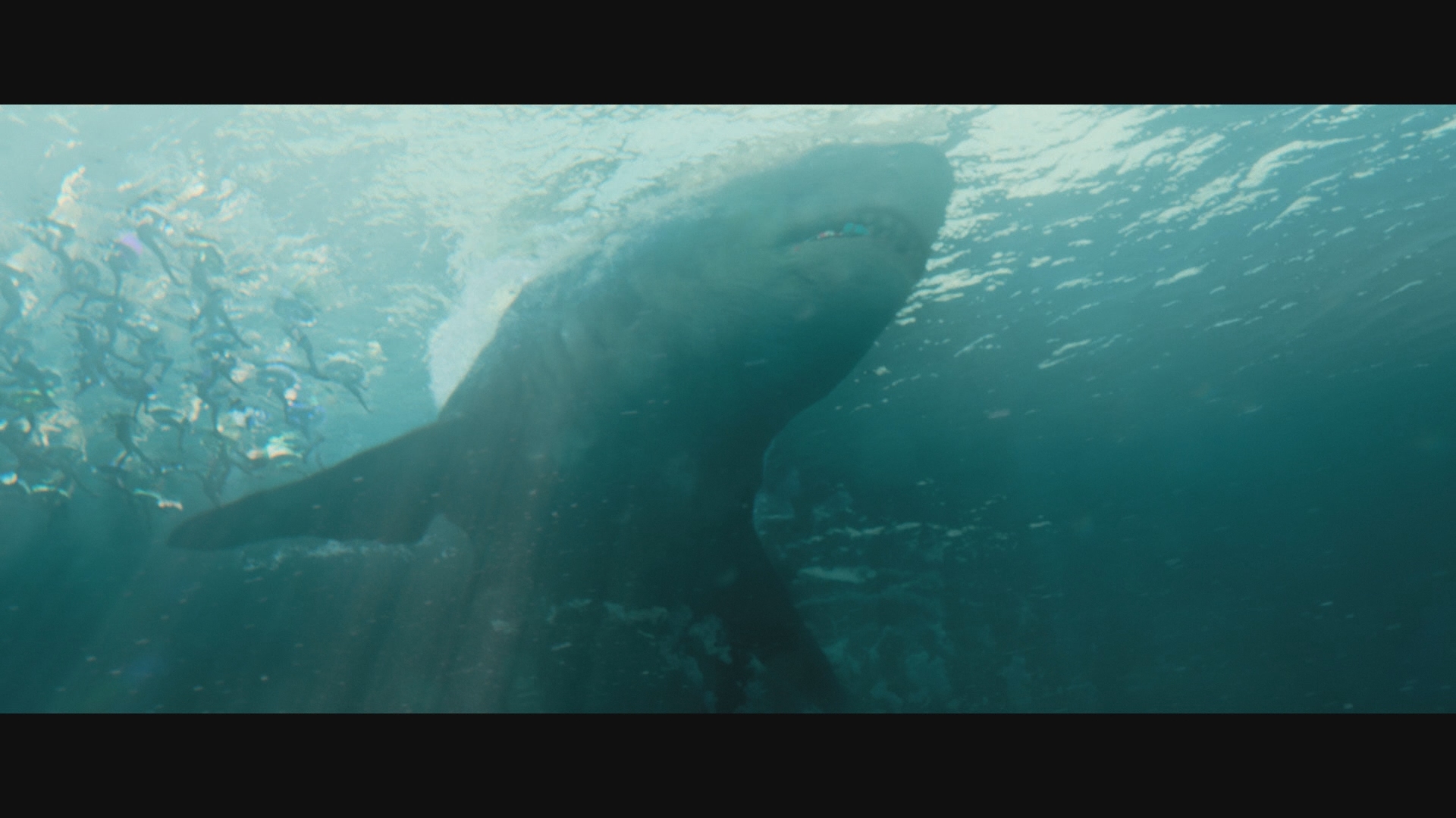 The Meg 4K UHD Blu-ray Review