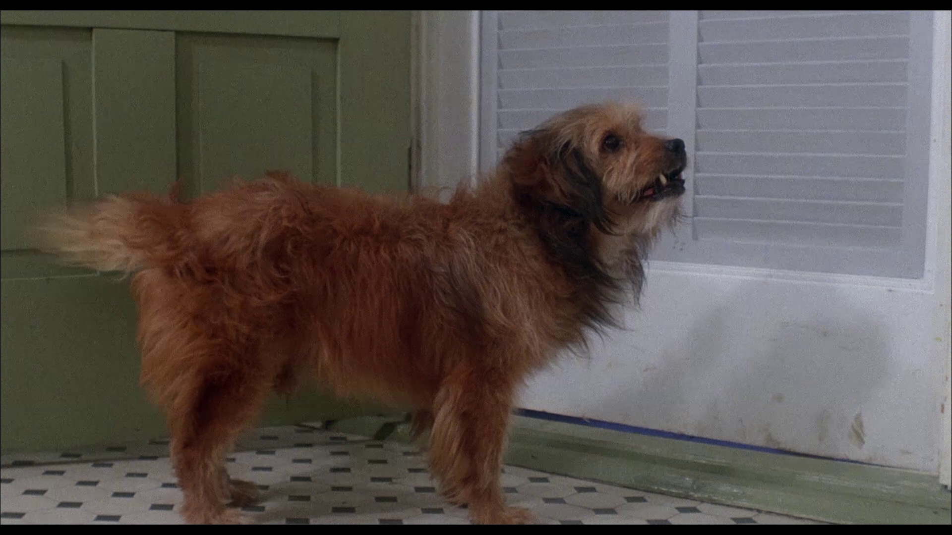 Benji Blu-ray Review