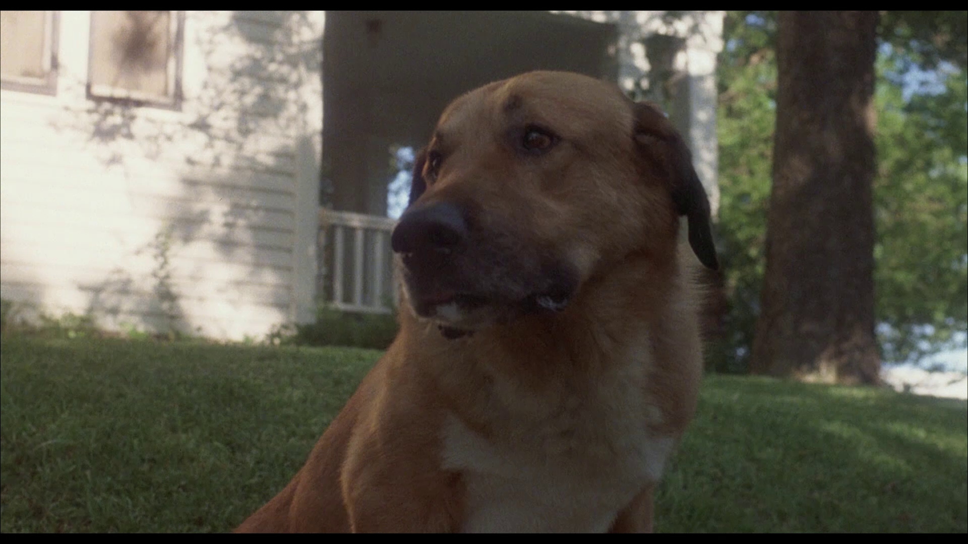 Benji Blu-ray Review