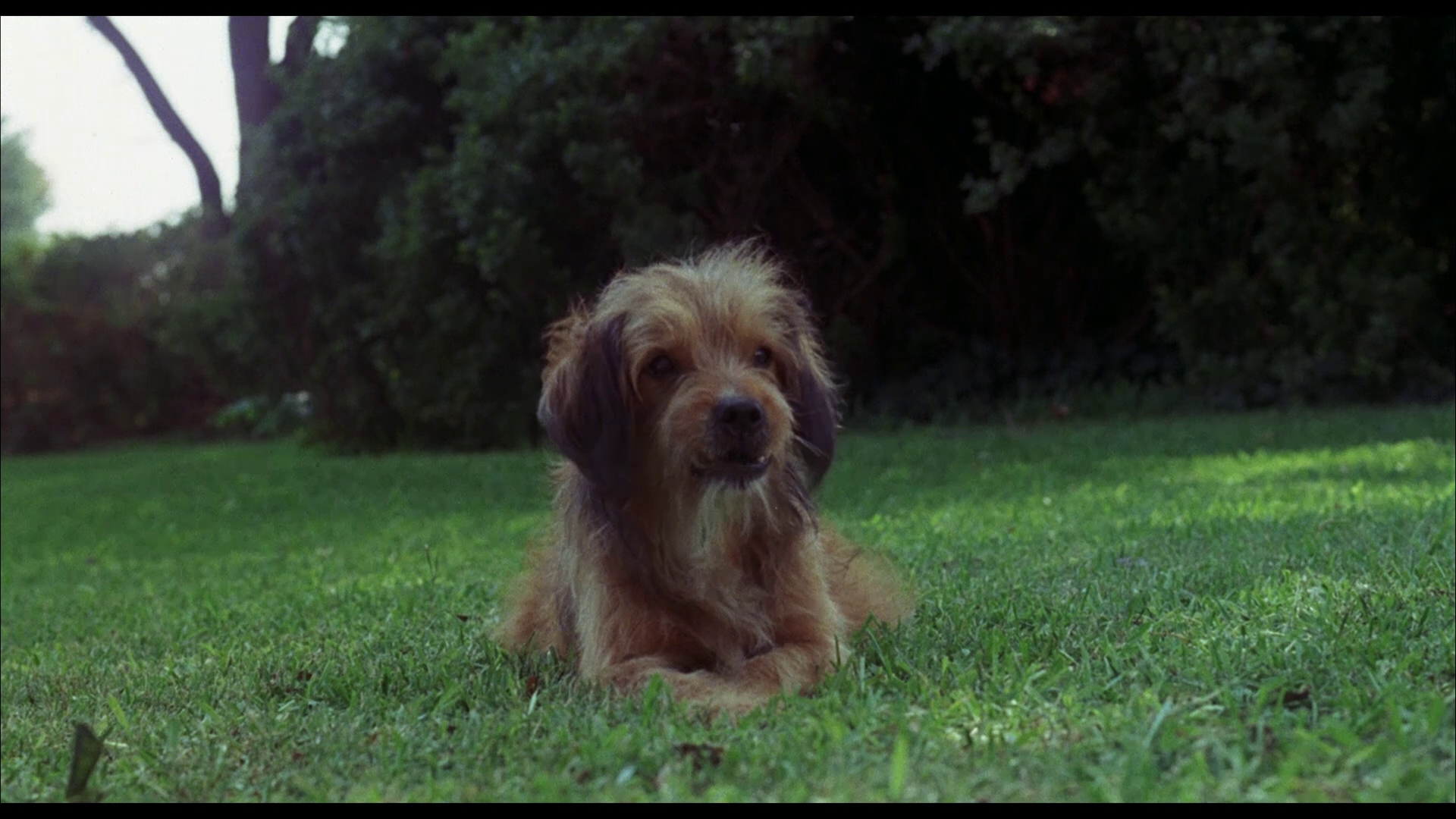 Benji Blu-ray Review