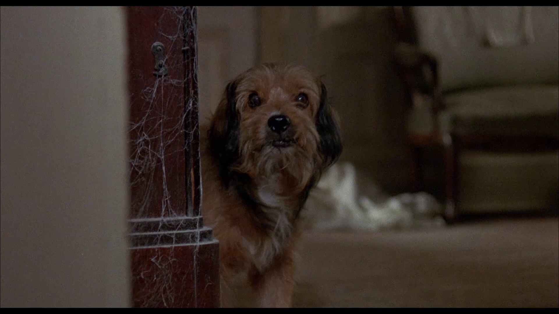 Benji Blu-ray Review