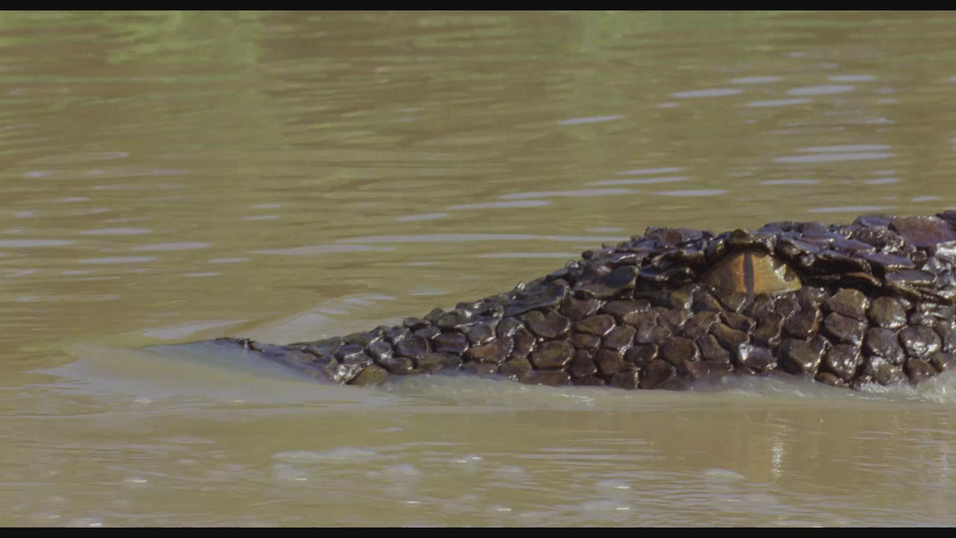 Killer Crocodile 2 Blu-ray Review with HD Screenshots