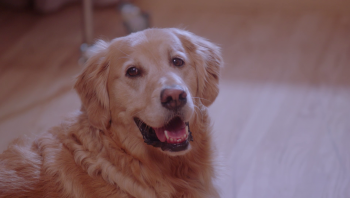 DoBlu.com – 4K UHD & Blu-ray Reviews | The Dog Doc Blu-ray Review