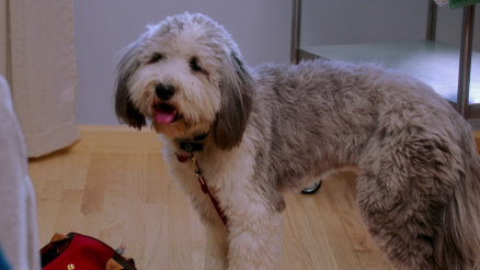 DoBlu.com – 4K UHD & Blu-ray Reviews | The Dog Doc Blu-ray Review