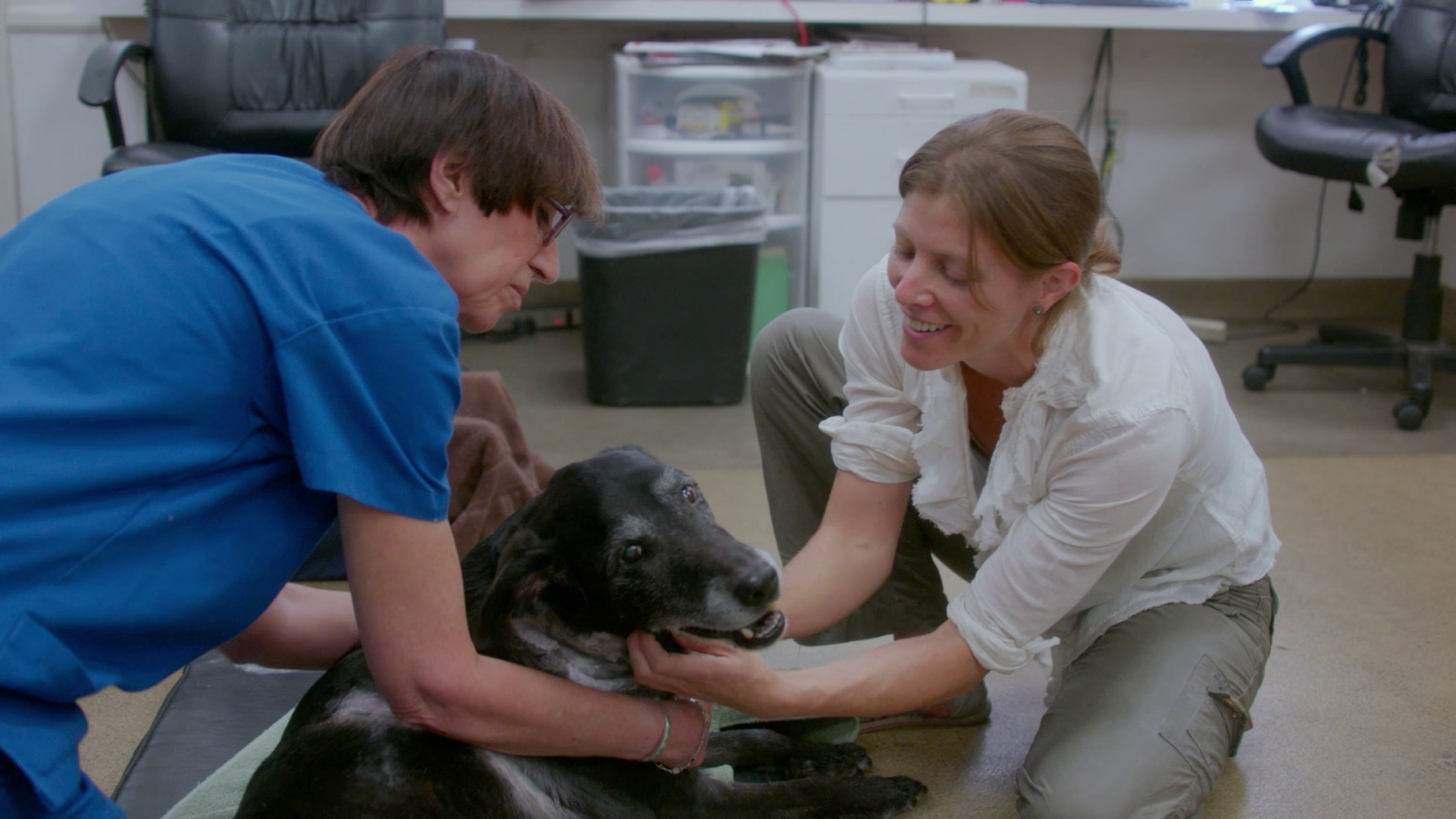 DoBlu.com – 4K UHD & Blu-ray Reviews | The Dog Doc Blu-ray Review