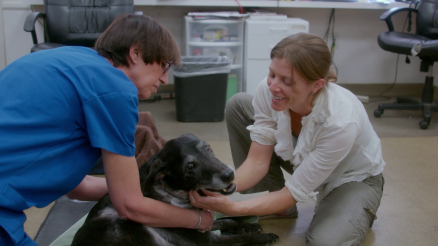 DoBlu.com – 4K UHD & Blu-ray Reviews | The Dog Doc Blu-ray Review