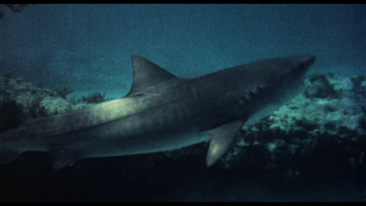 DoBlu.com – 4K UHD & Blu-ray Reviews | Mako: The Jaws of Death Blu-ray ...