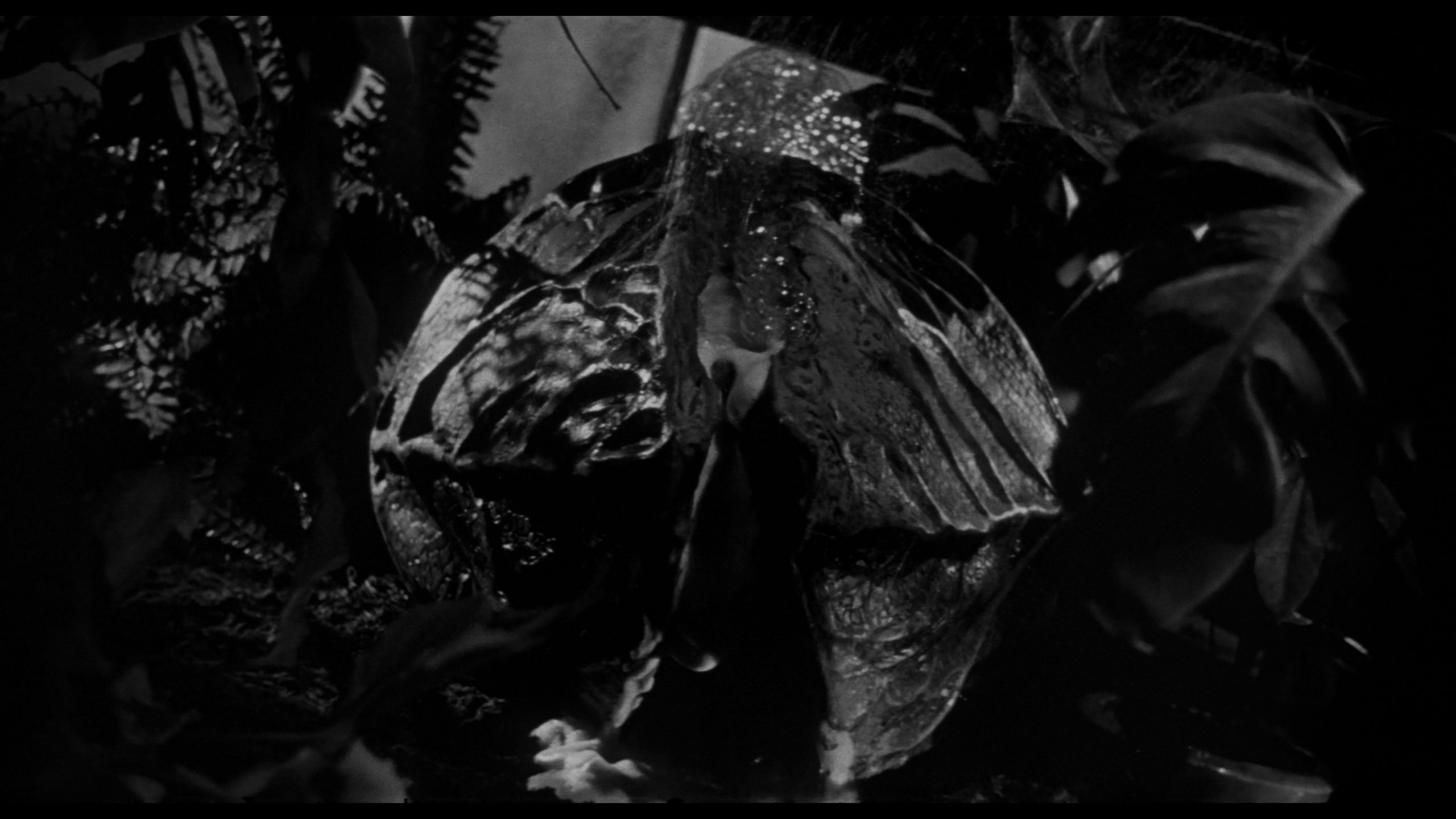 Invasion Of The Body Snatchers 1956 Screenshot