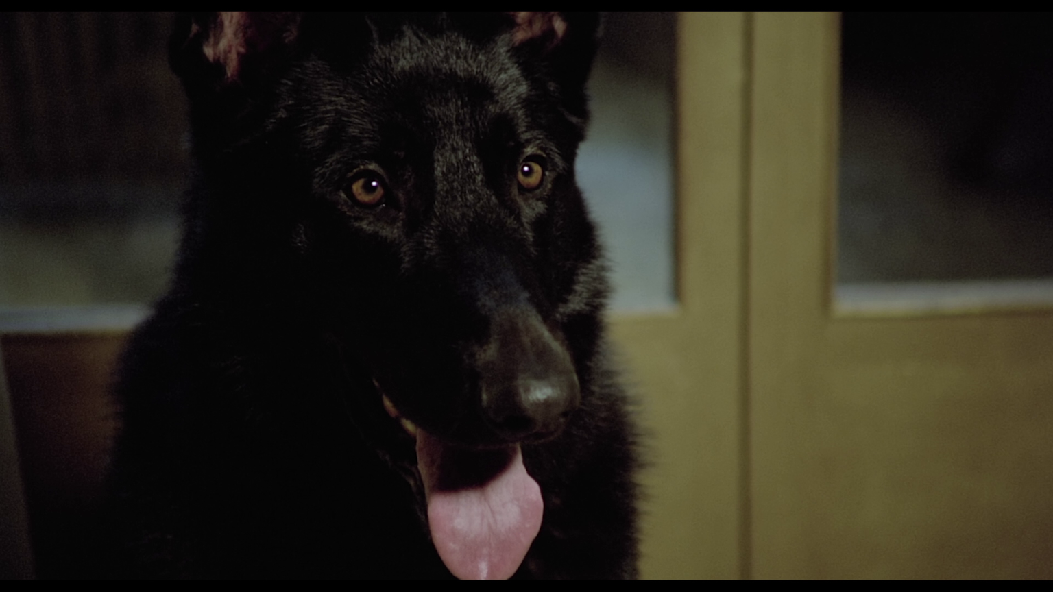 DoBlu.com – 4K UHD & Blu-ray Reviews | The Creature (1977) Blu-ray Review