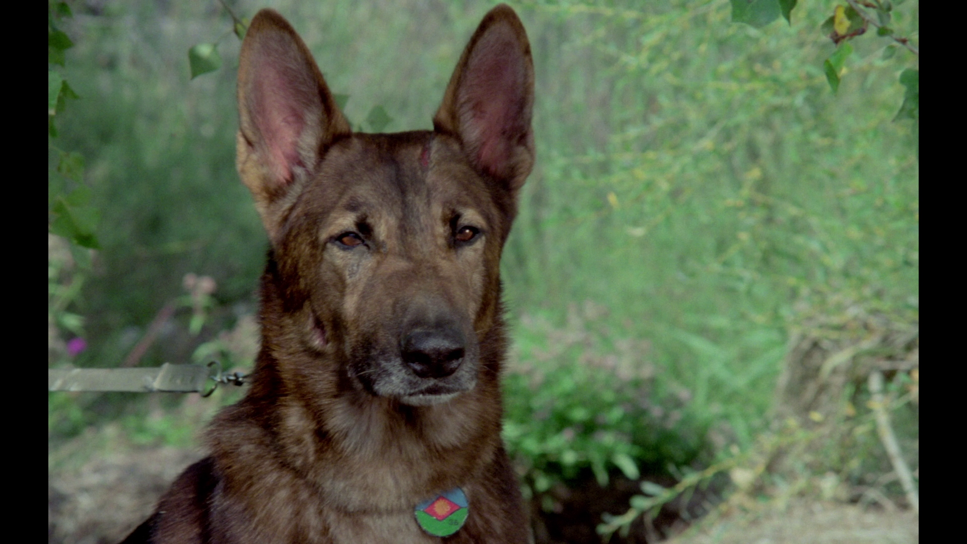 A Dog Called Vengeance Blu-ray Review